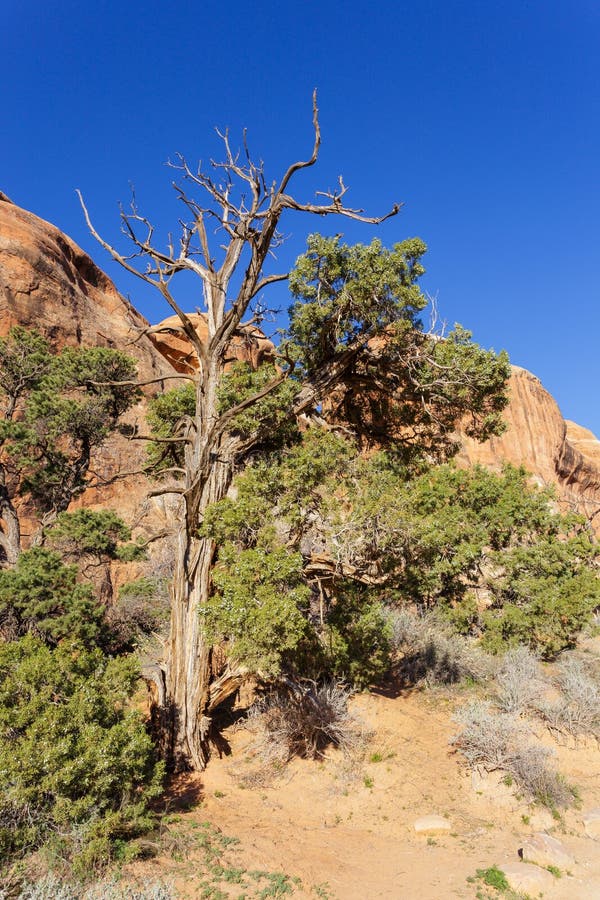 Red Rock Formations in Arches National Park, Utah. Stock Image - Image ...