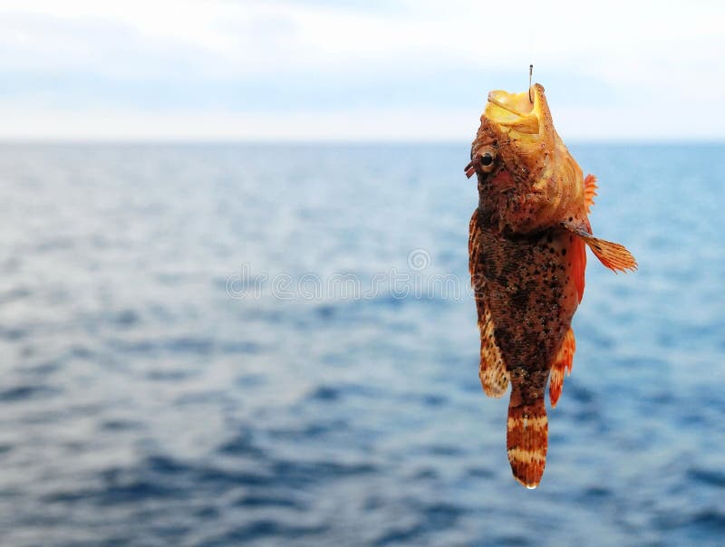 Red Rock Sea Fish stock image. Image of aquatic, beauty - 244151169