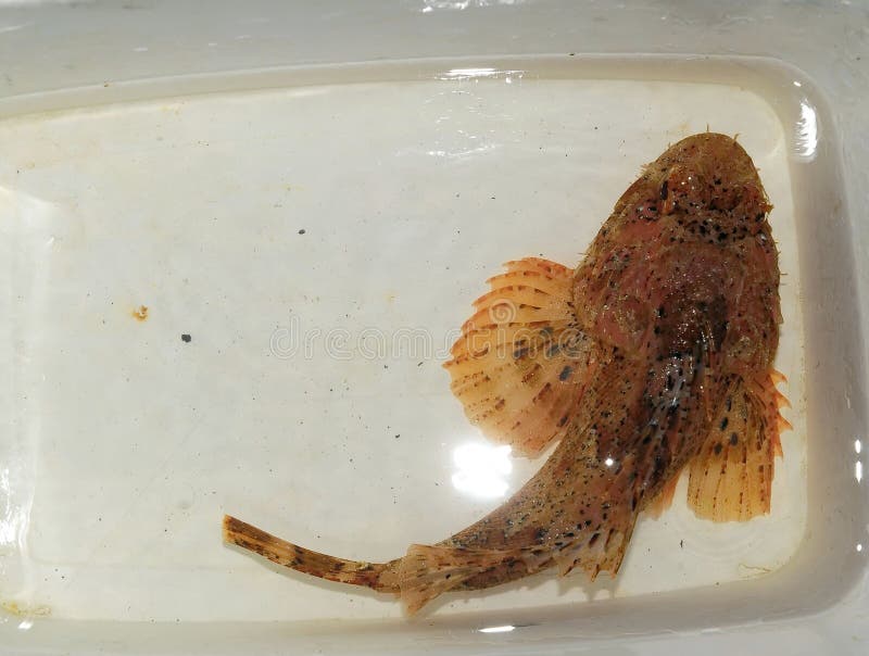 Red Rock Sea Fish stock image. Image of aquatic, school - 34613739