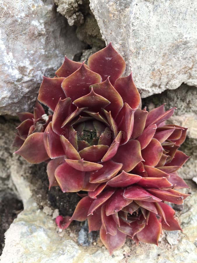 Red rock stone crop stock photo. Image of crop, spiral - 90062734