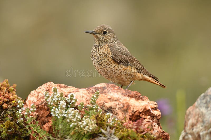 Red Rock Thrush on the Mountain in Spring Stock Image - Image of animal ...