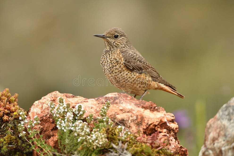 Red Rock Thrush on the Mountain in Spring Stock Image - Image of animal ...