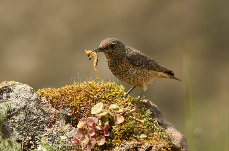 Red rock thrush in spring stock photo. Image of animals - 317895342
