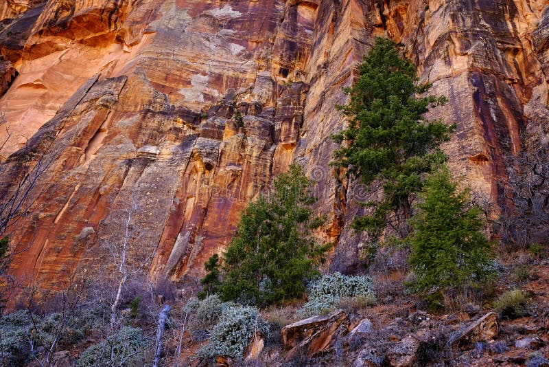 Red Rock in Zions National Park with Pine Trees Stock Image - Image of ...