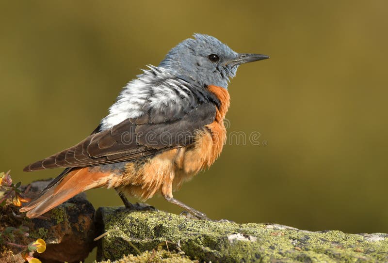 Red rocker stock photo. Image of wildlife, birds, animals - 157976142