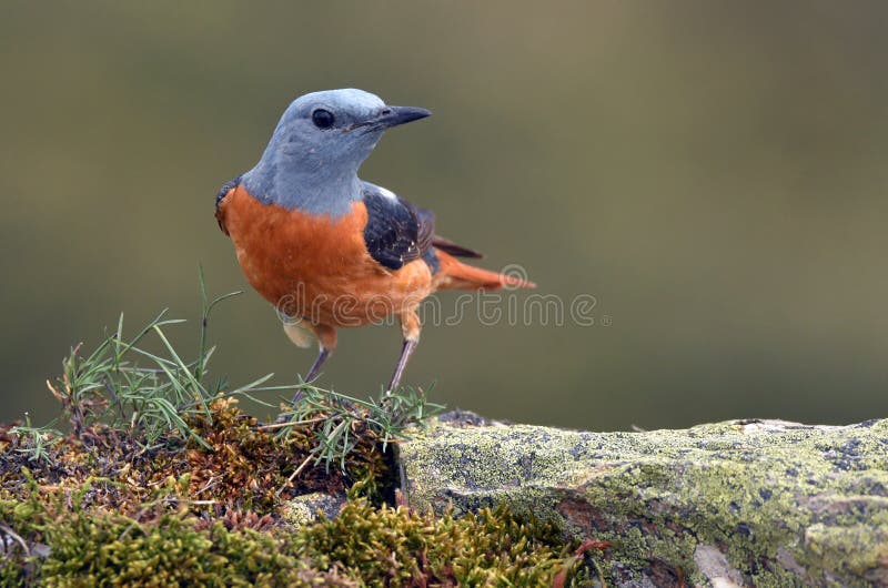 Red rocker stock photo. Image of vacaciones, naturaleza - 147971464