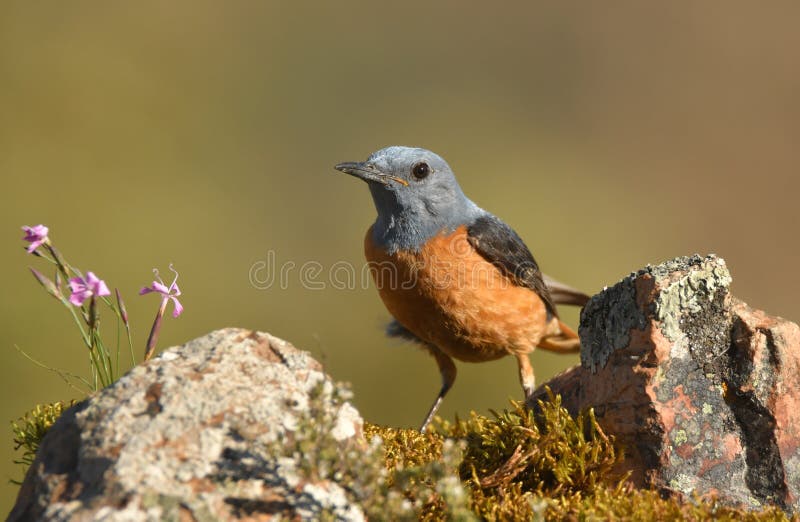 Red rocker in the mountain stock image. Image of adaja - 151383967