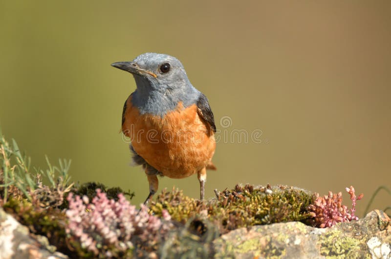 Red rocker in the mountain stock image. Image of adult - 151772915