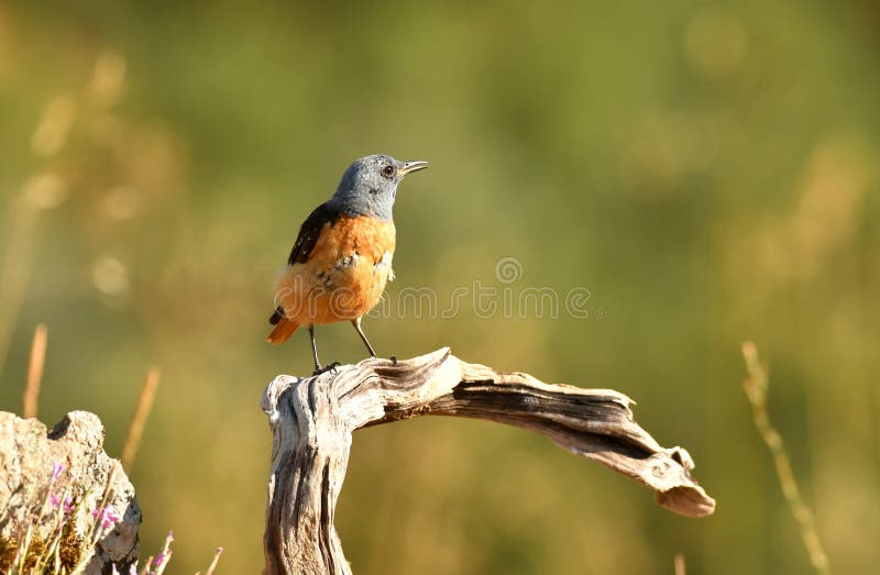 Red Rocker in the Mountain of Gredos Stock Photo - Image of gredos ...