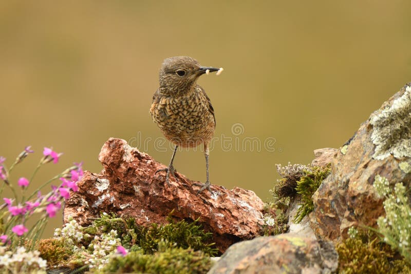 Red Rocker in the Mountain of Gredos Stock Photo - Image of feeds, high ...