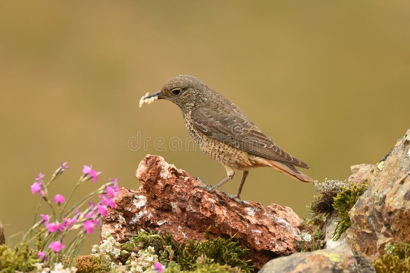Red Rocker in the Mountain of Gredos Stock Image - Image of feeds ...