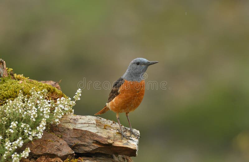 Red Rocker in the Mountain of Gredos Stock Image - Image of griffon ...