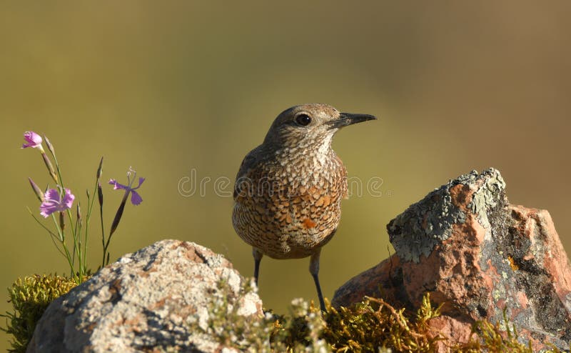 Red rocker in the mountain stock photo. Image of adaja - 151383598