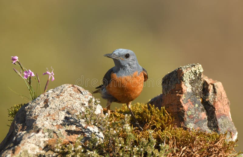 Red rocker in the mountain stock image. Image of adult - 151384041