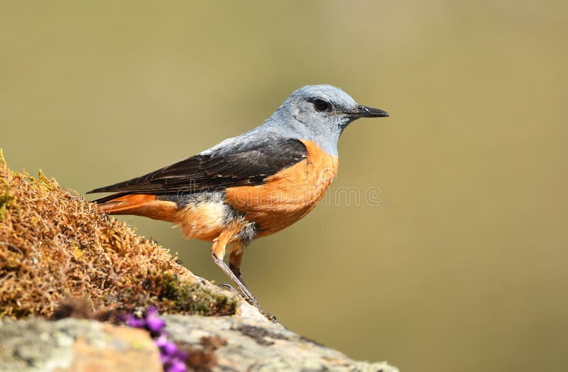 Red Rocker Perches on a Rock Stock Image - Image of favorite, kite ...