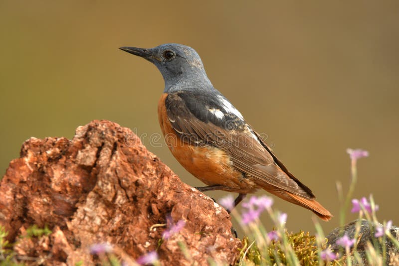 Red Rocker Poses on His Perch in Spring Stock Image - Image of granja ...