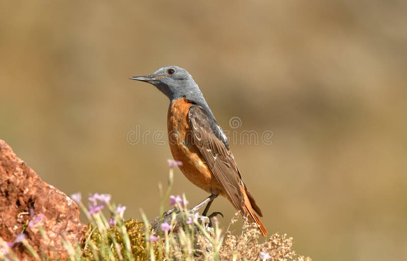 Red Rocker Poses on His Perch in Spring Stock Image - Image of forest ...