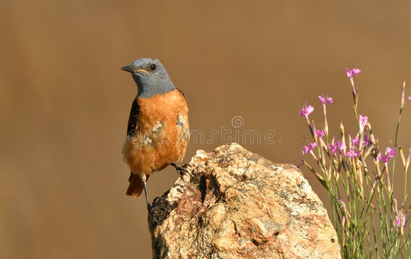 Red Rocker Poses on His Perch in Spring Stock Photo - Image of golden ...