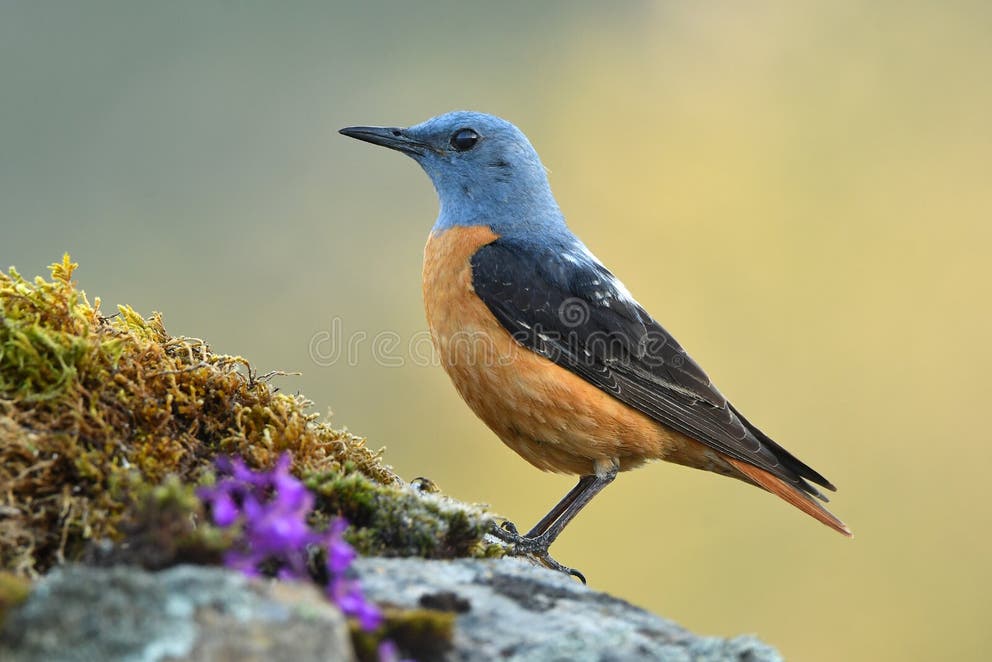 Rocker stock photo. Image of eagle, eaters, biology - 142691092