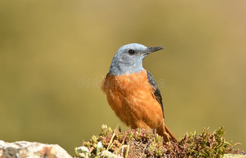 Red rocker stock photo. Image of biology, wildlife, beak - 154523660