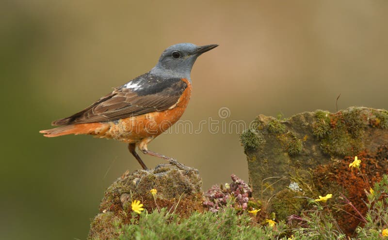 Red rocker i stock image. Image of eagle, animal, feather - 220738299