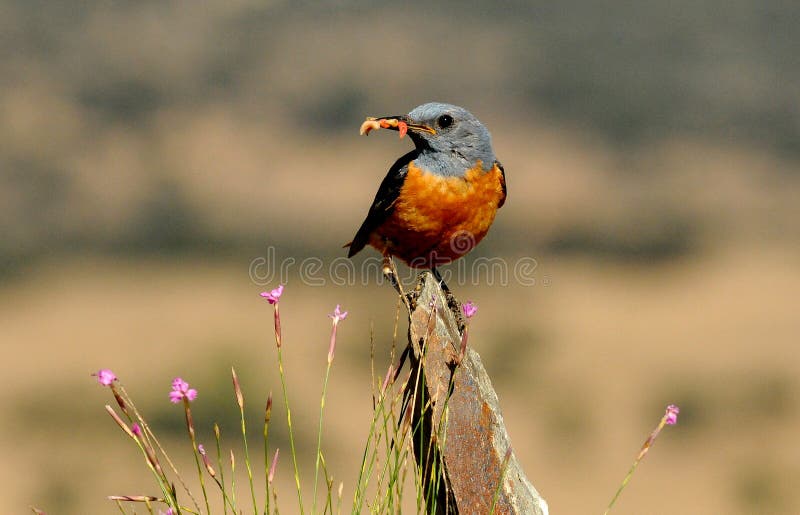 Red rocker stock image. Image of equebrantahuesos, aragonese - 217621113