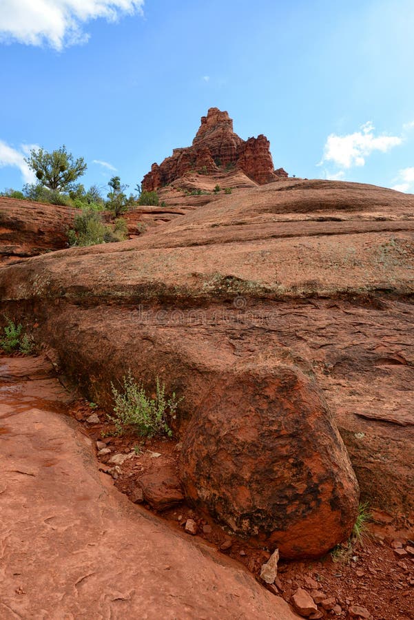 Bell Rock Vortex in Sedona and Dead Cypress Tree Stock Photo - Image of ...