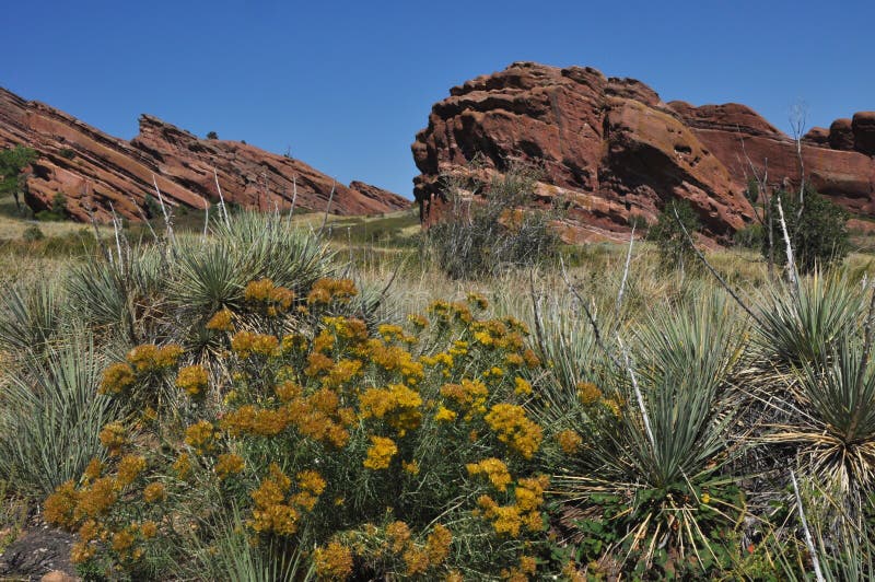 Red Rocks Landscape Wih Yucca Stock Image - Image of formation ...