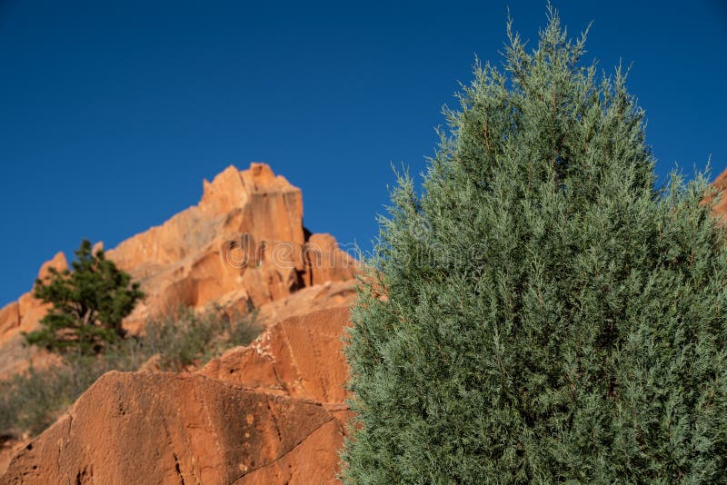 Red Rocks Open Space in Colorado Springs - Focus on Pine Tree, Red ...
