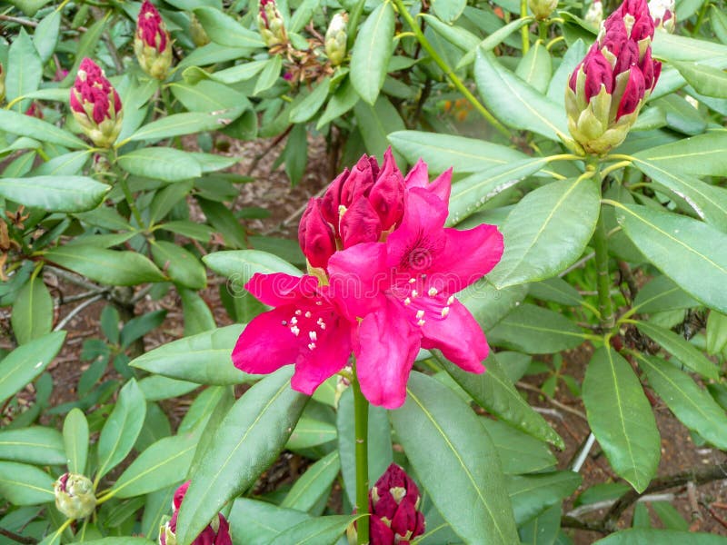 Red Rodendron in a City Park on a Sunny Day Stock Photo - Image of ...