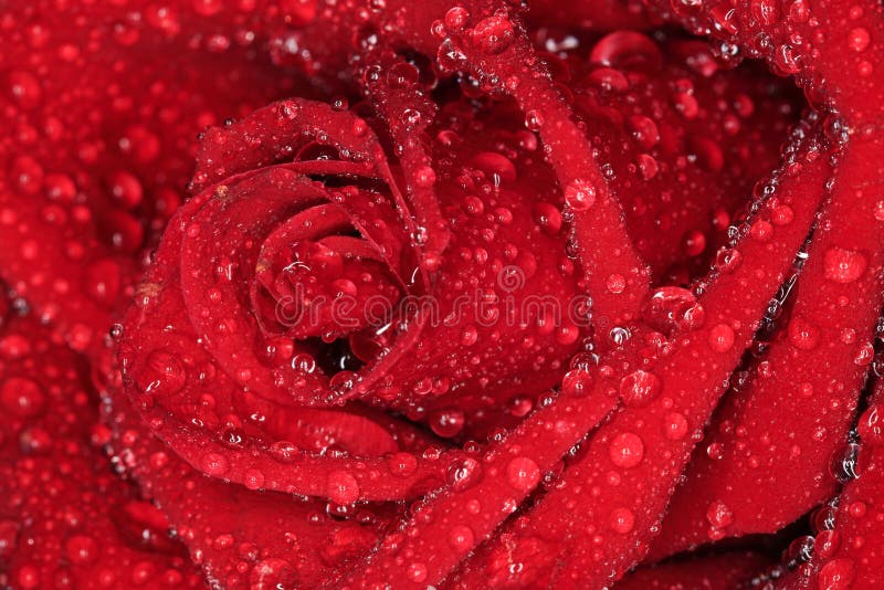 Red Roes stock image. Image of rose, beautiful, colors - 43535033