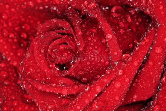 Red Roes stock image. Image of rose, beautiful, colors - 43535033