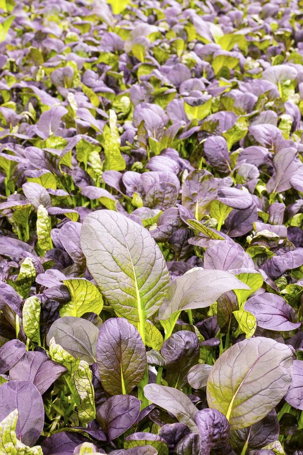 Red romaine lettuce stock image. Image of organic, health - 75914857
