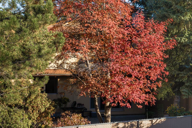 Red Roman (Mountain-ash) Tree between Green Pine and Spruce Trees in ...