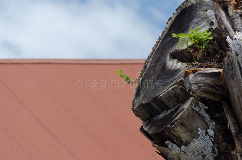 Oak Tree Trunk Completely Covered by Various Kinds of Moss Stock Image ...