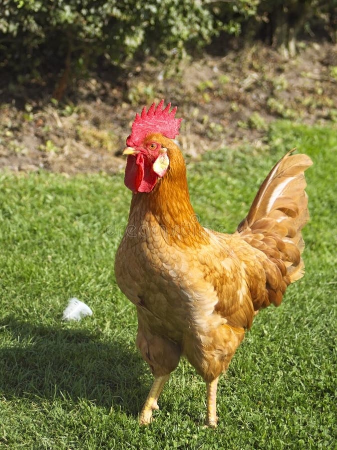 Red rooster stock image. Image of chicken, farm, outdoors - 10720331