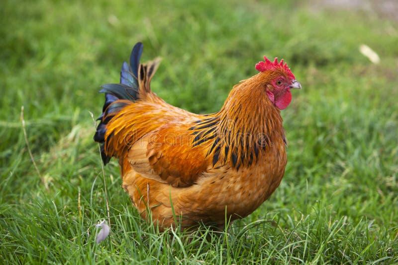 Red rooster stock image. Image of agriculture, animal - 16244975