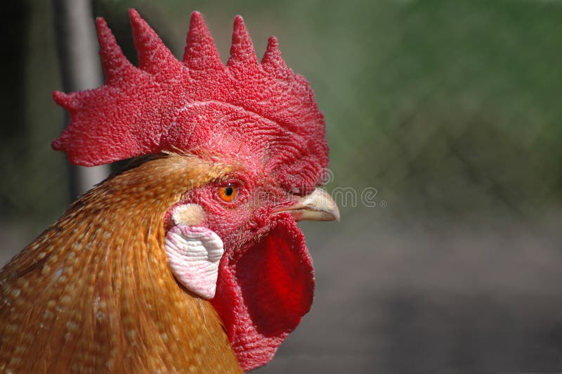 Red Rooster stock image. Image of chicken, colorful, grand - 23297761