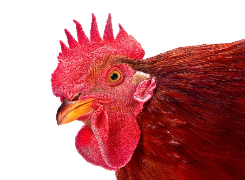 Red Rooster Bird in Closeup Stock Photo - Image of domestic, portrait ...