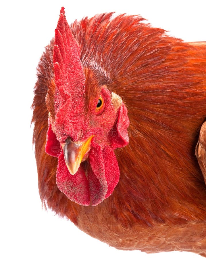 Red rooster stock photo. Image of rooster, domestic, closeup - 25969214