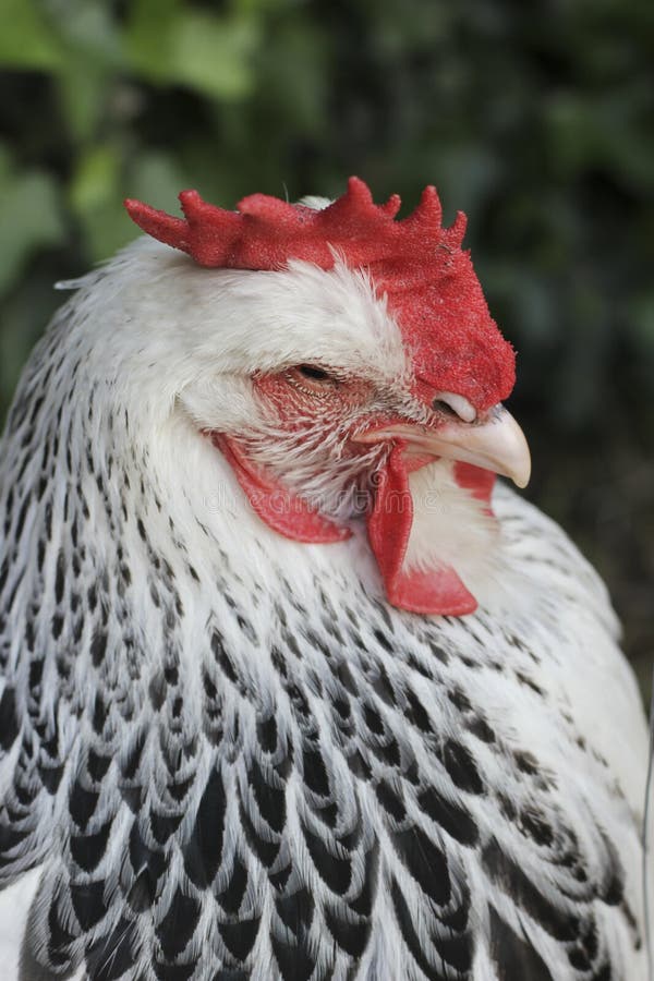 Red Rooster stock photo. Image of health, animal, chicken - 27135372