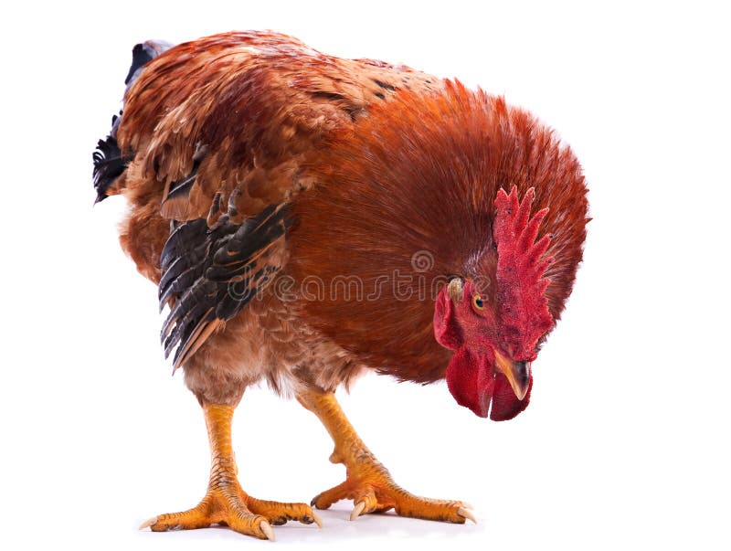 Red rooster stock image. Image of farm, cockerel, chicken - 29348617