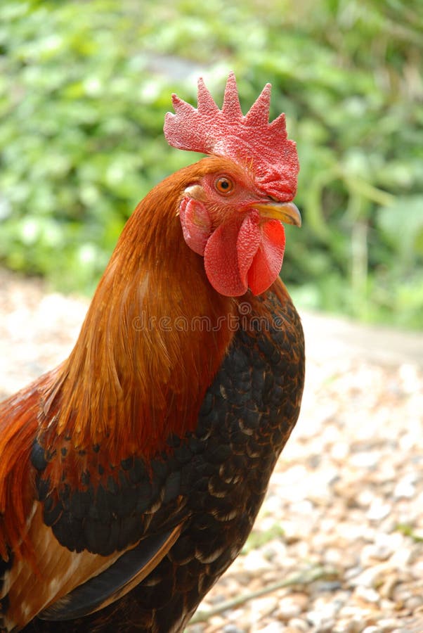 1+ Chest rooster Free Stock Photos - StockFreeImages