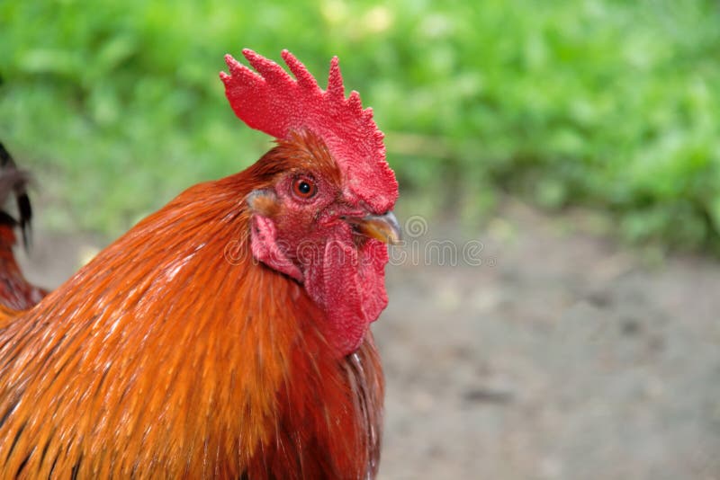 Rooster Free Stock Photos & Pictures, Rooster Royalty-Free and Public ...