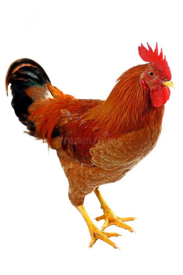 Rooster stock photo. Image of background, bird, fighting - 11815288