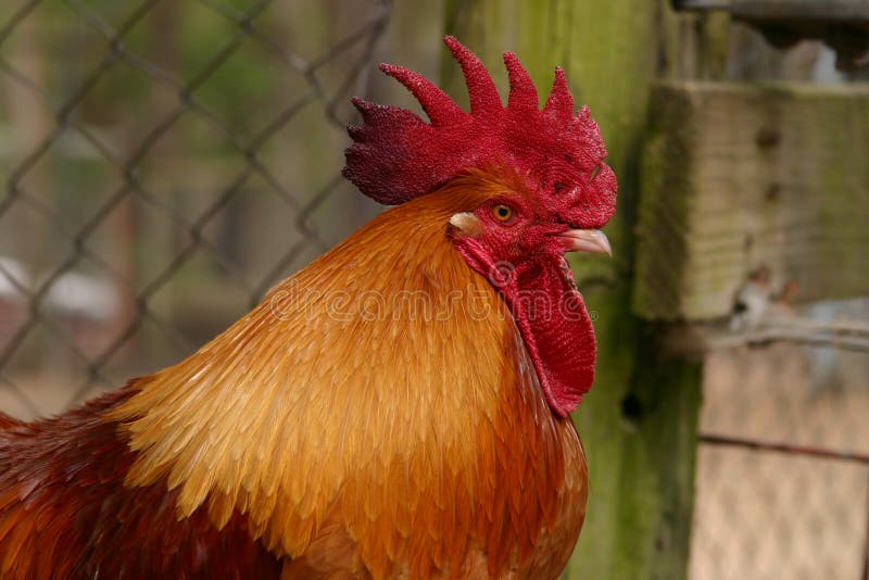 Red Rooster stock image. Image of chicken, barnyard, beak - 95535