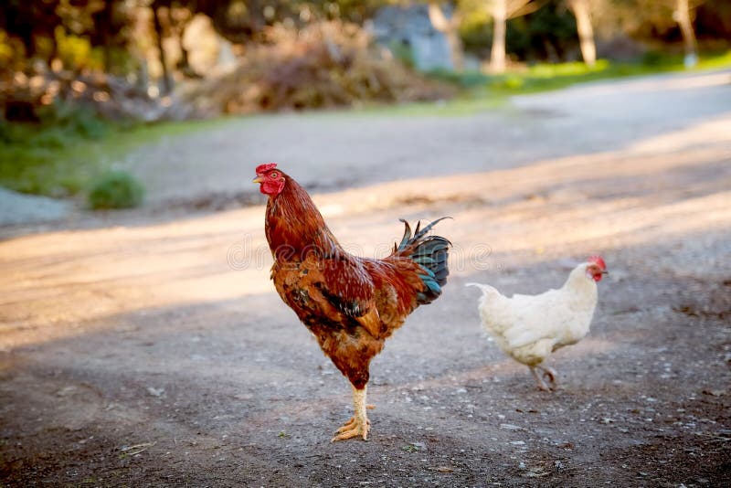 Red rooster stock image. Image of country, field, feathers - 133200327