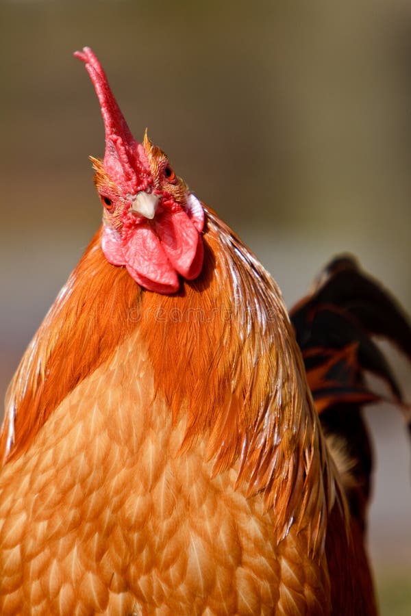 Red Rooster Bird in Closeup Stock Photo - Image of chicken, domestic ...