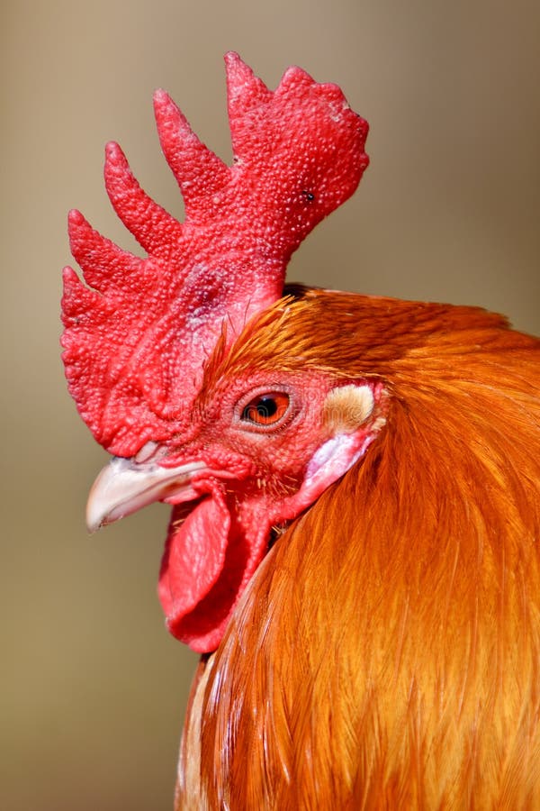 Red Rooster Bird In Closeup Stock Image - Image of animal, chicken ...