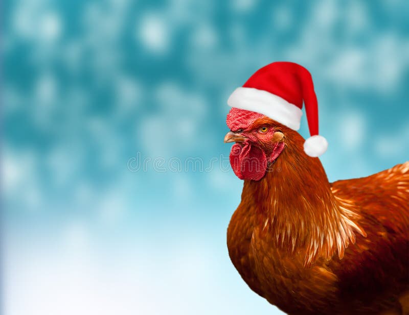 Red Rooster in a Christmas Hat on Blue Background. Stock Photo - Image ...